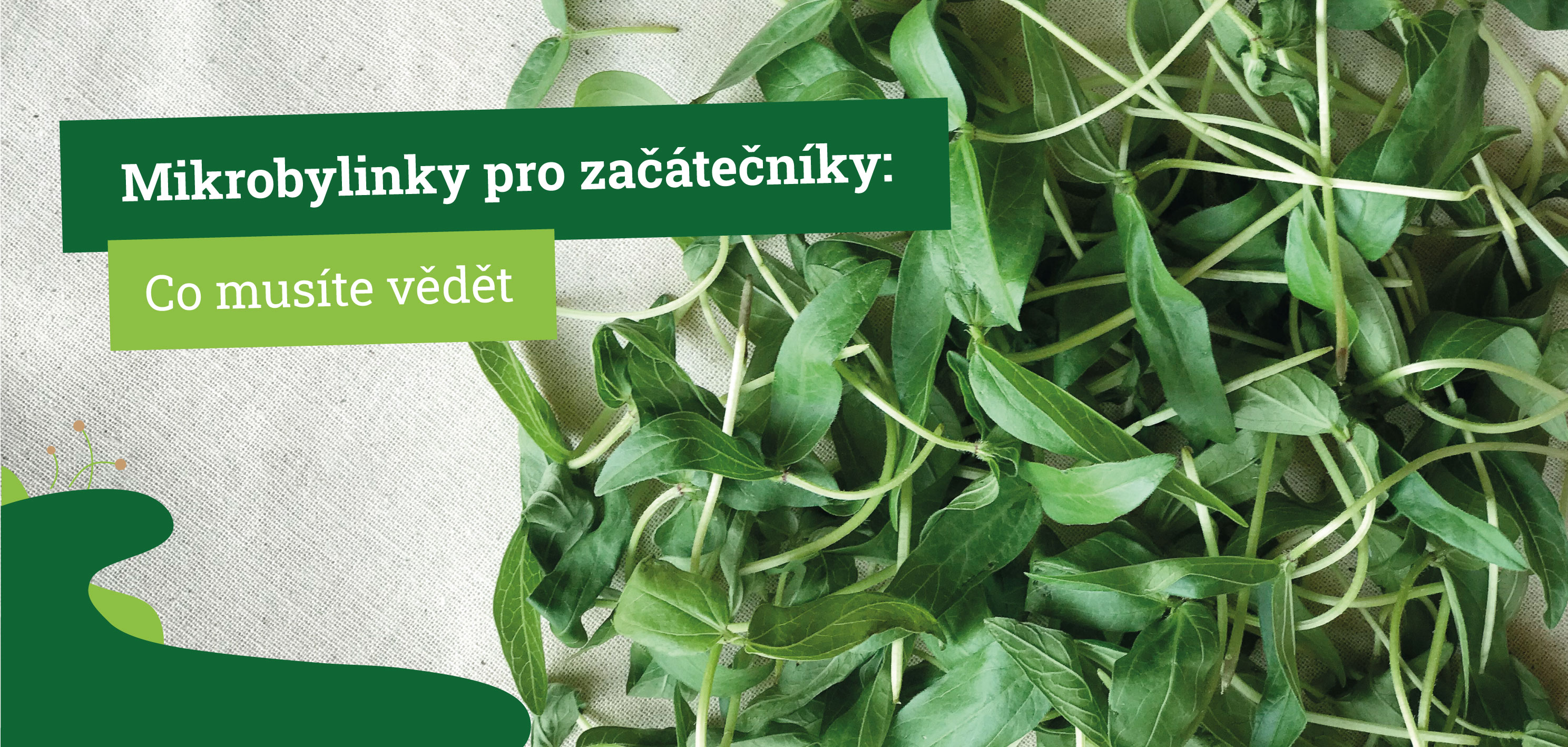 Mikrobylinky pro začátečníky: Vše, co je třeba vědět.