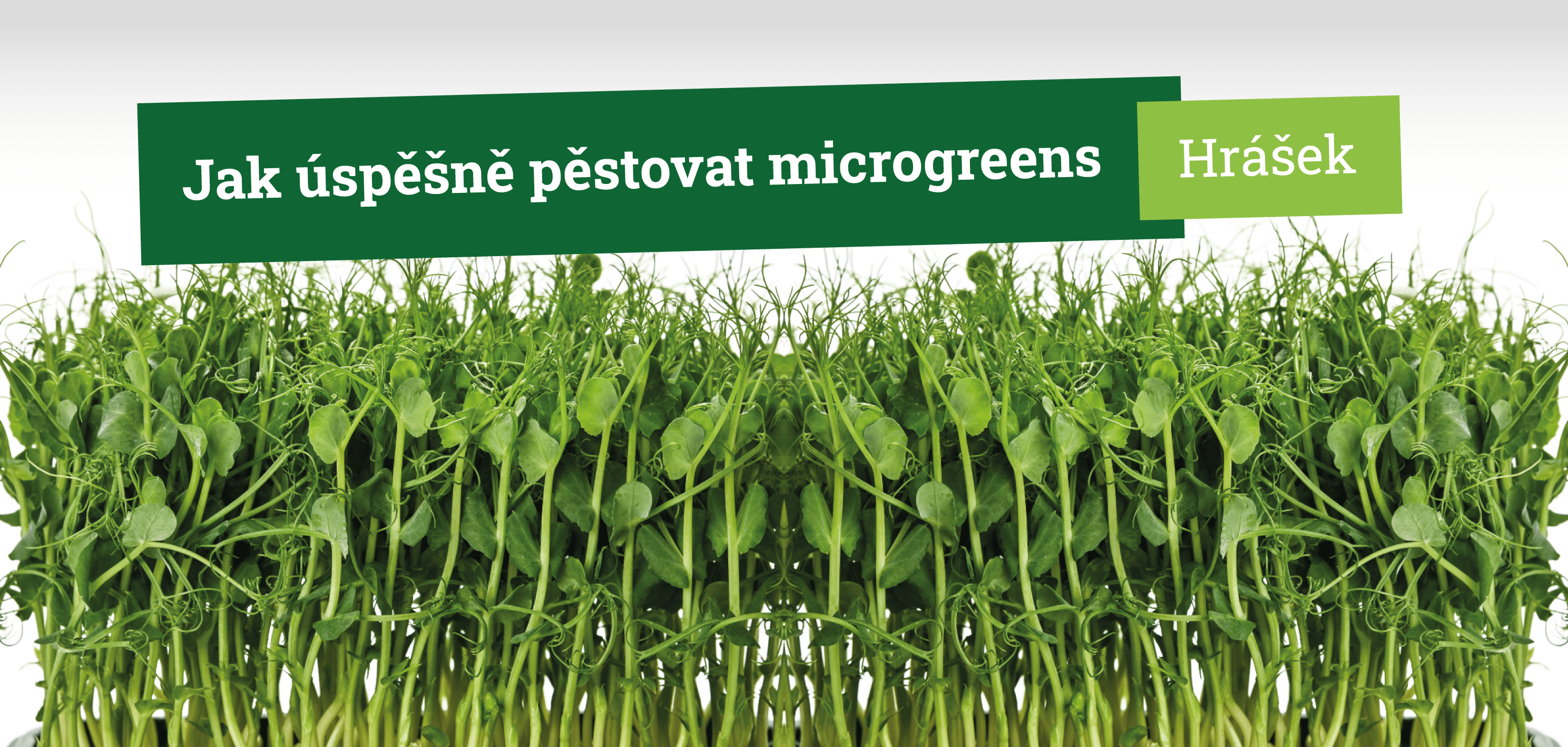 Jak pěstovat microgreens hrášku - podrobný manuál a časté chyby